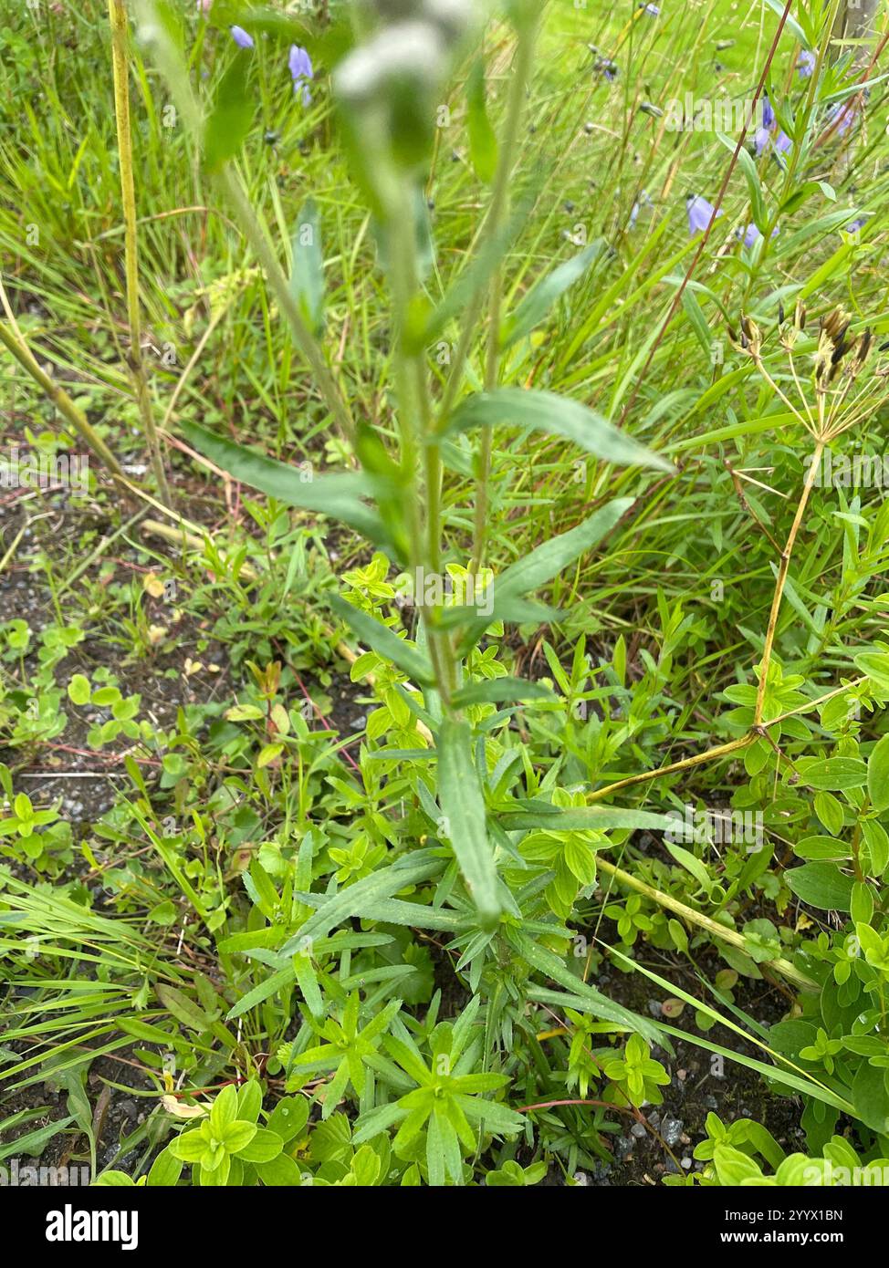 Sneezewort (Achillea ptarmica Stock Photo - Alamy
