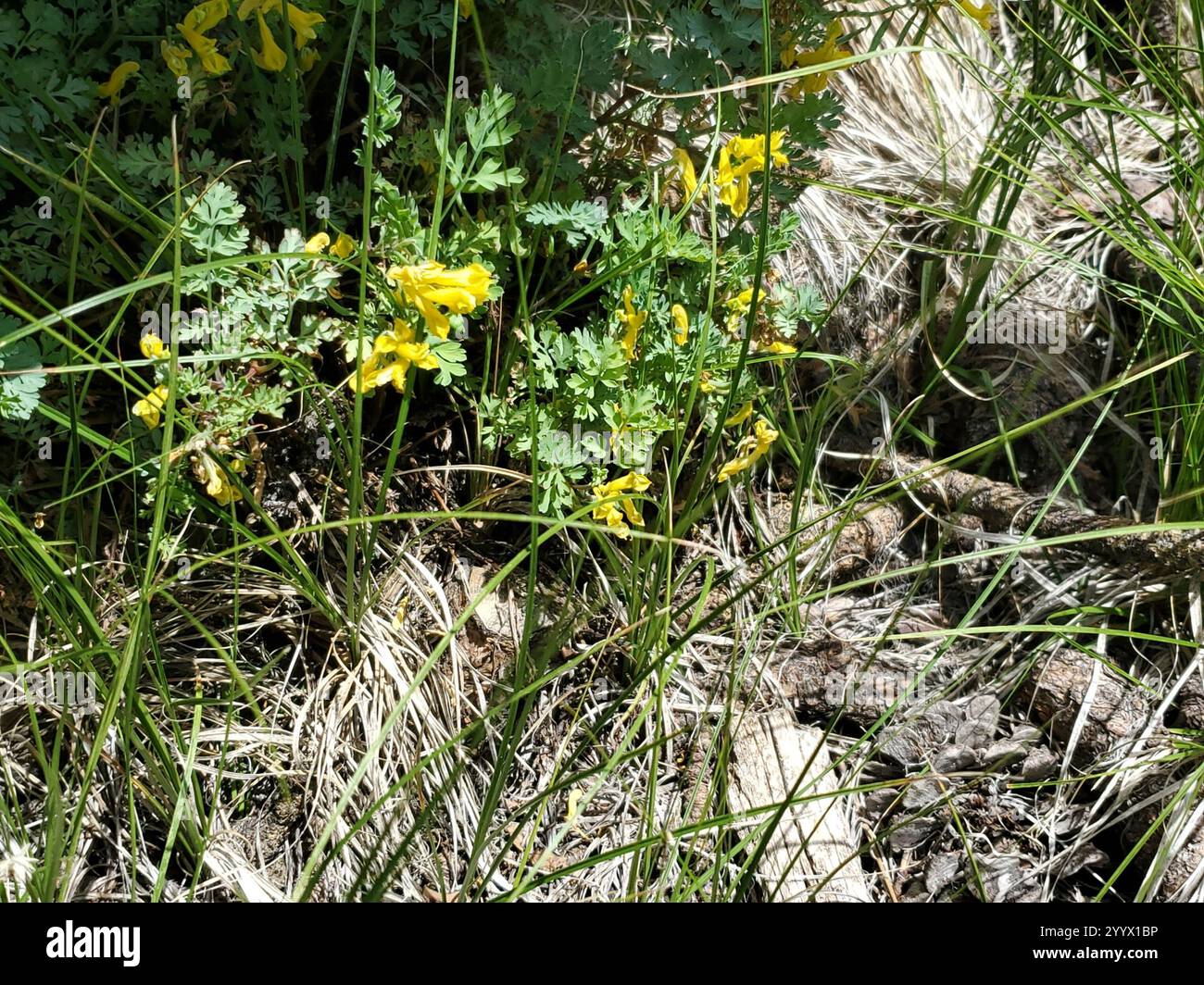 golden corydalis (Corydalis aurea Stock Photo - Alamy