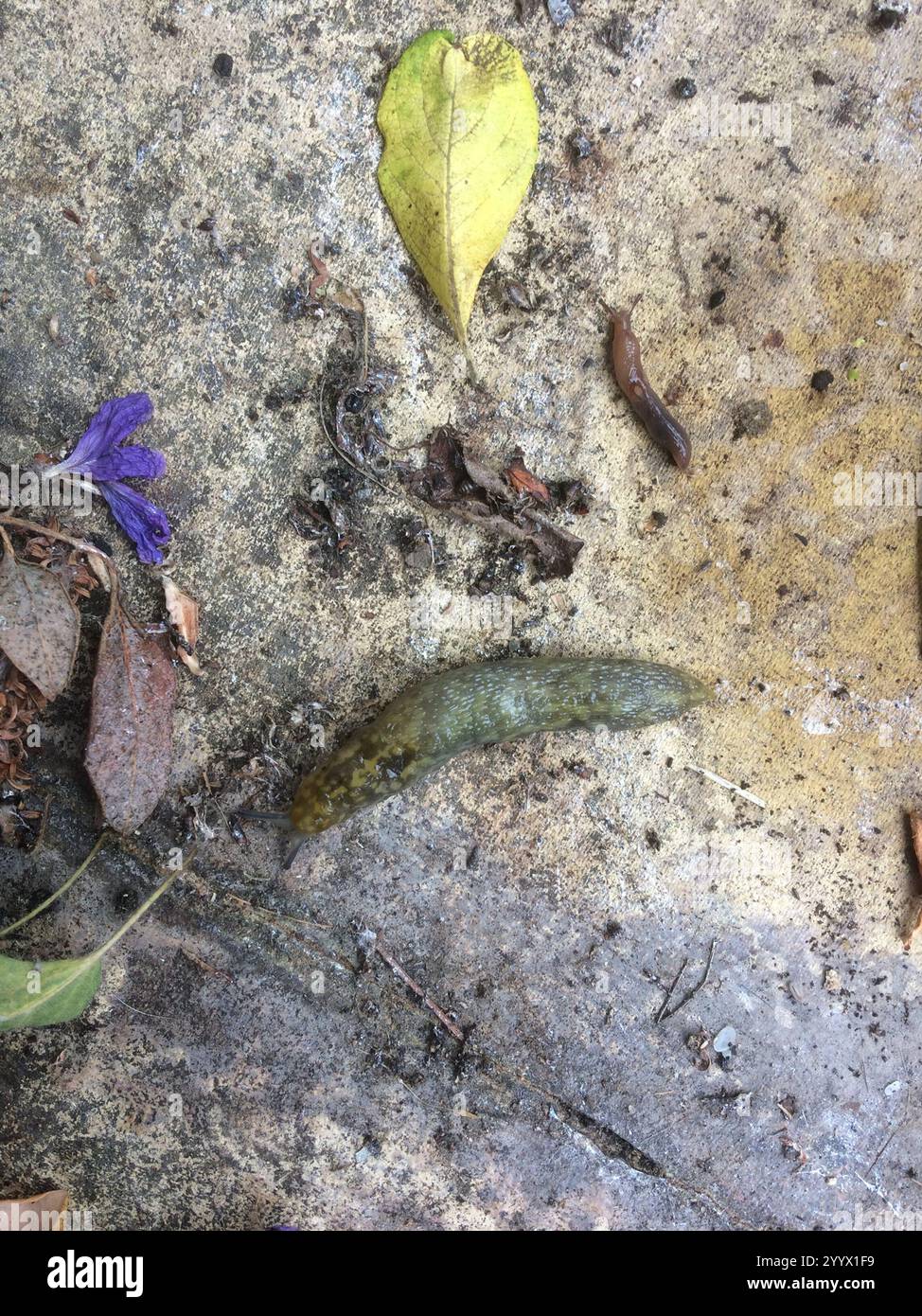 Cellar Slugs (Limacus Stock Photo - Alamy