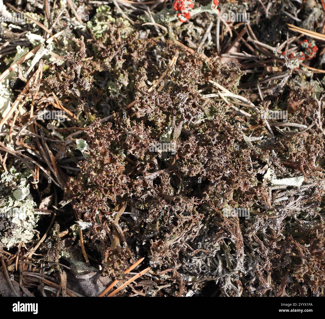 Greater Organ-pipe Lichen (Cladonia crispata crispata Stock Photo - Alamy