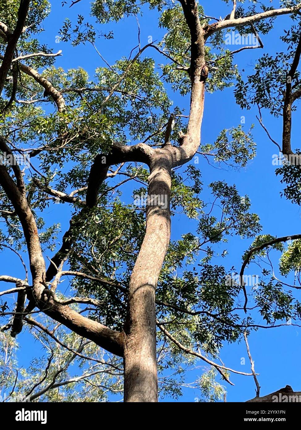 Tallowwood (Eucalyptus microcorys Stock Photo - Alamy