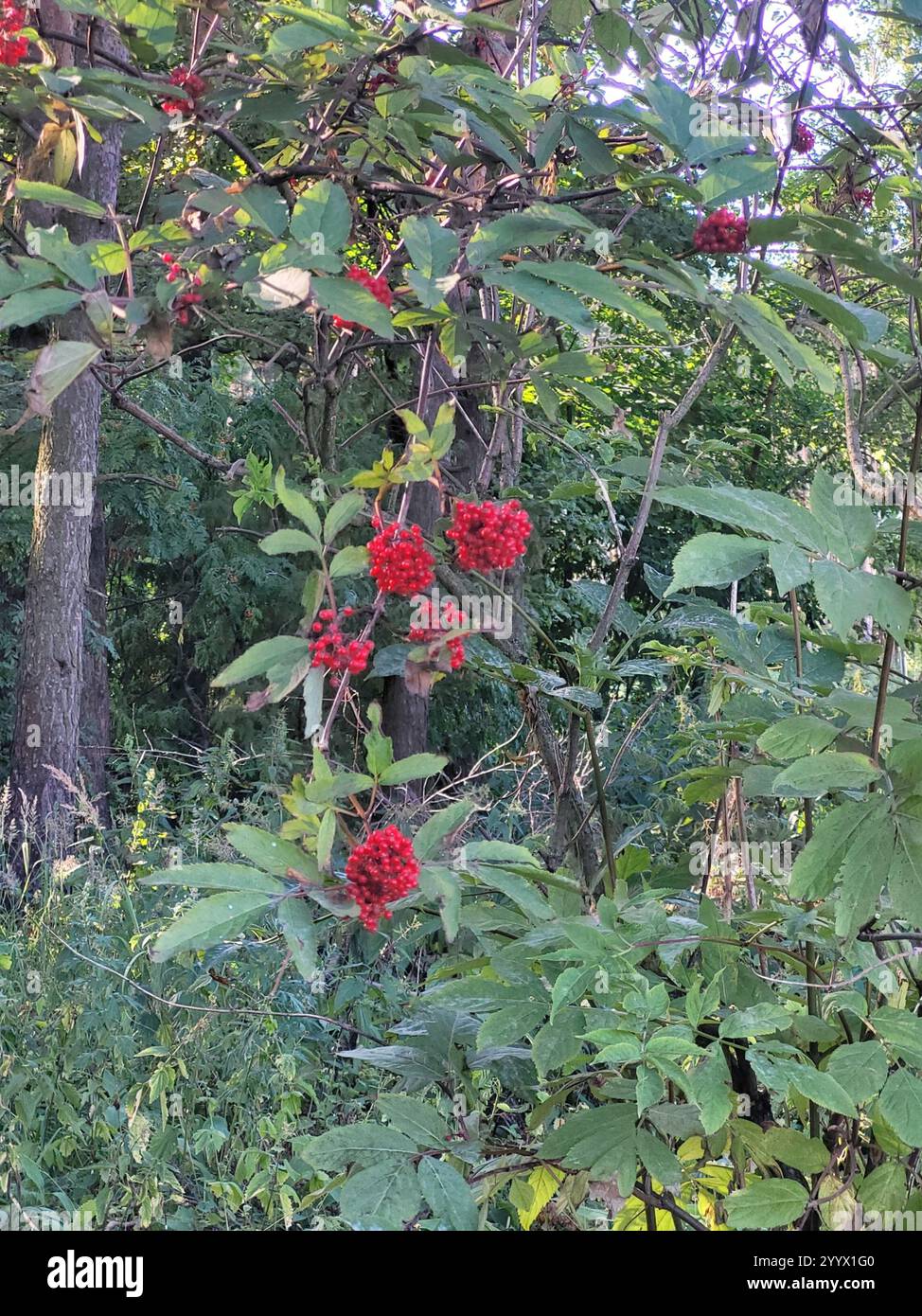 red-berried elder (Sambucus racemosa Stock Photo - Alamy