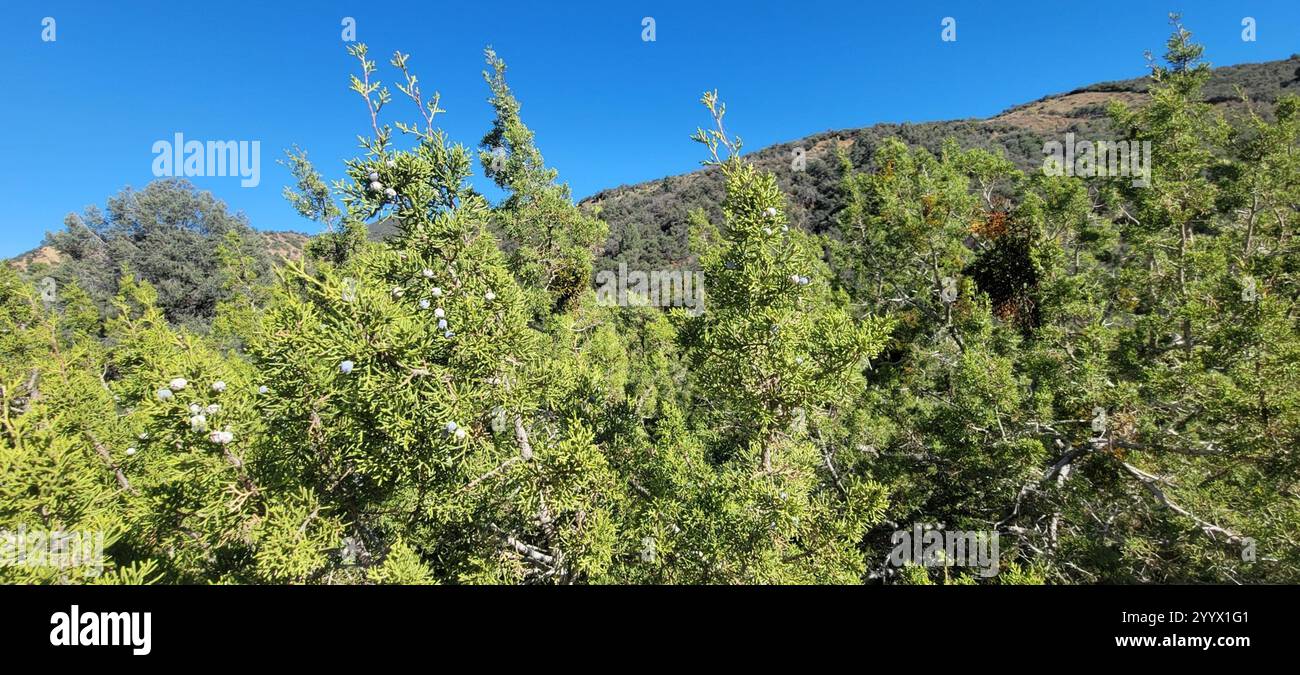 California juniper (Juniperus californica Stock Photo - Alamy