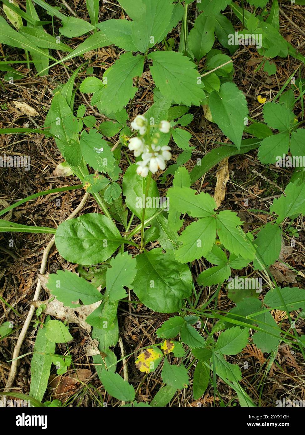 shinleaf (Pyrola elliptica Stock Photo - Alamy