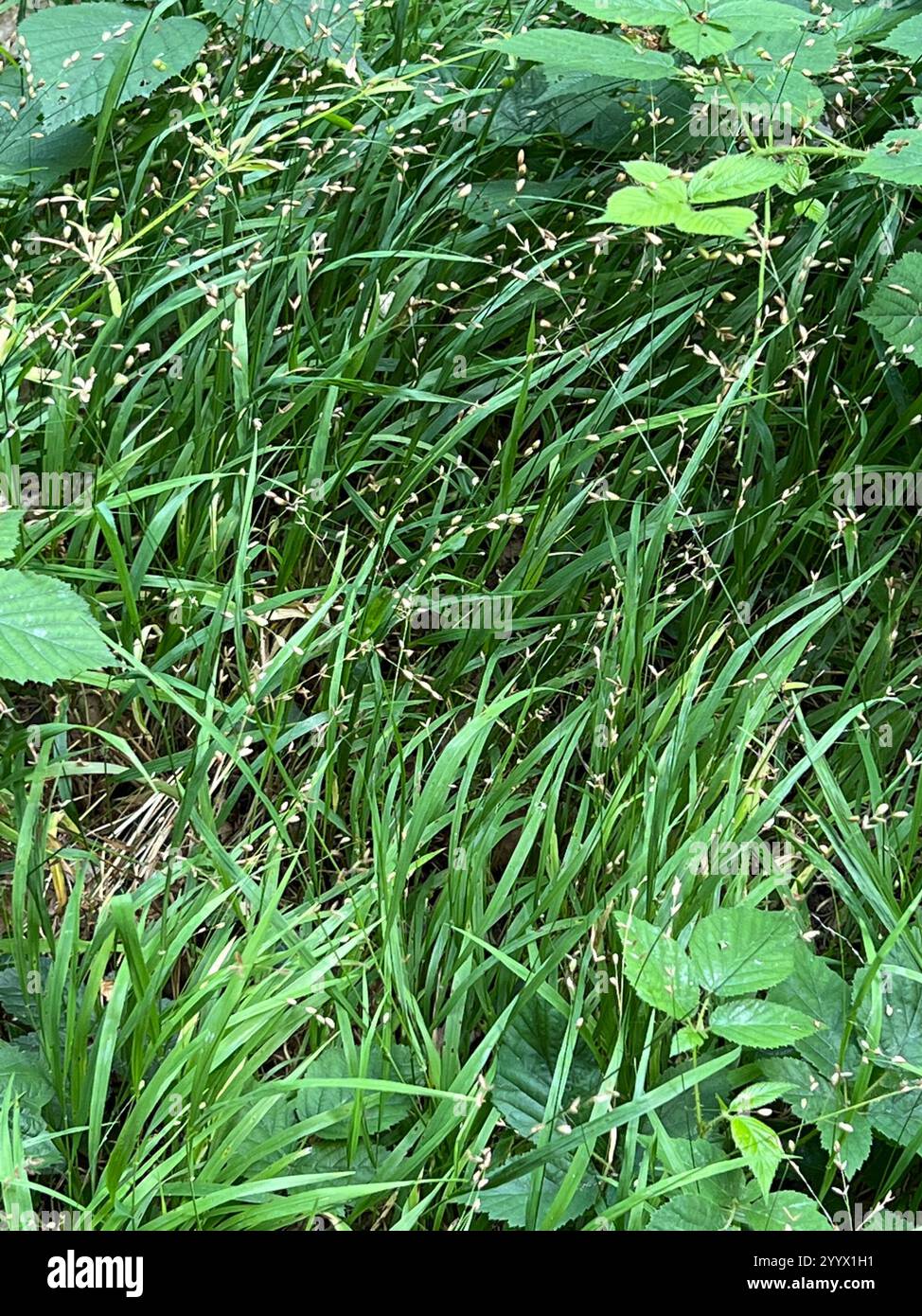 Wood Melick (Melica uniflora Stock Photo - Alamy