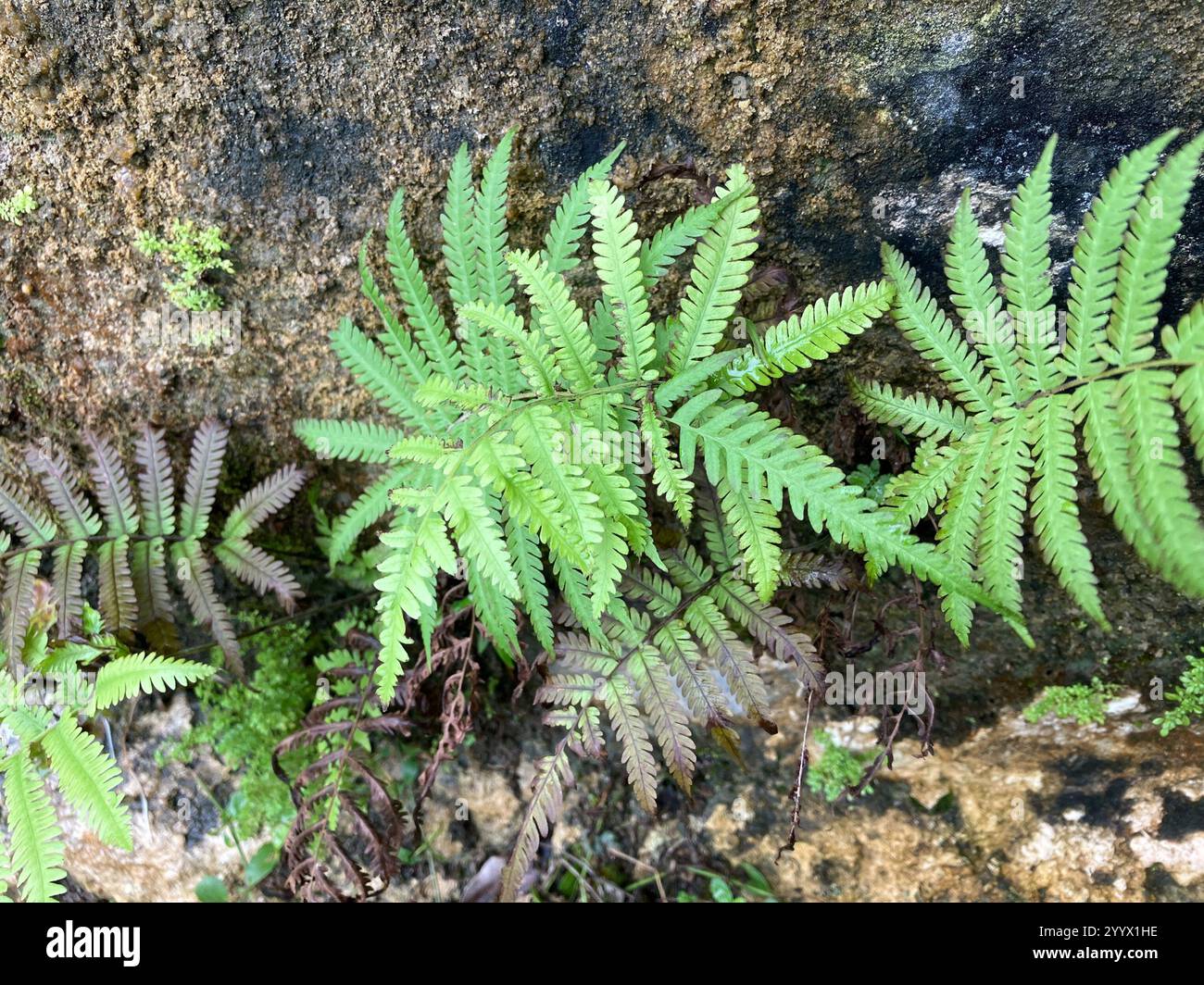 Parasitic Tri-vein Fern (Christella parasitica Stock Photo - Alamy