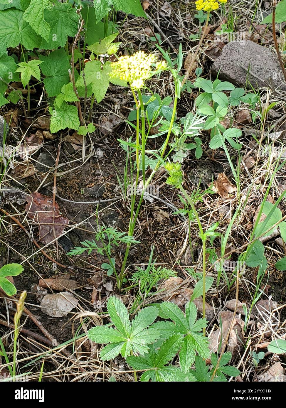 Alpine False Springparsley (Cymopterus lemmonii Stock Photo - Alamy