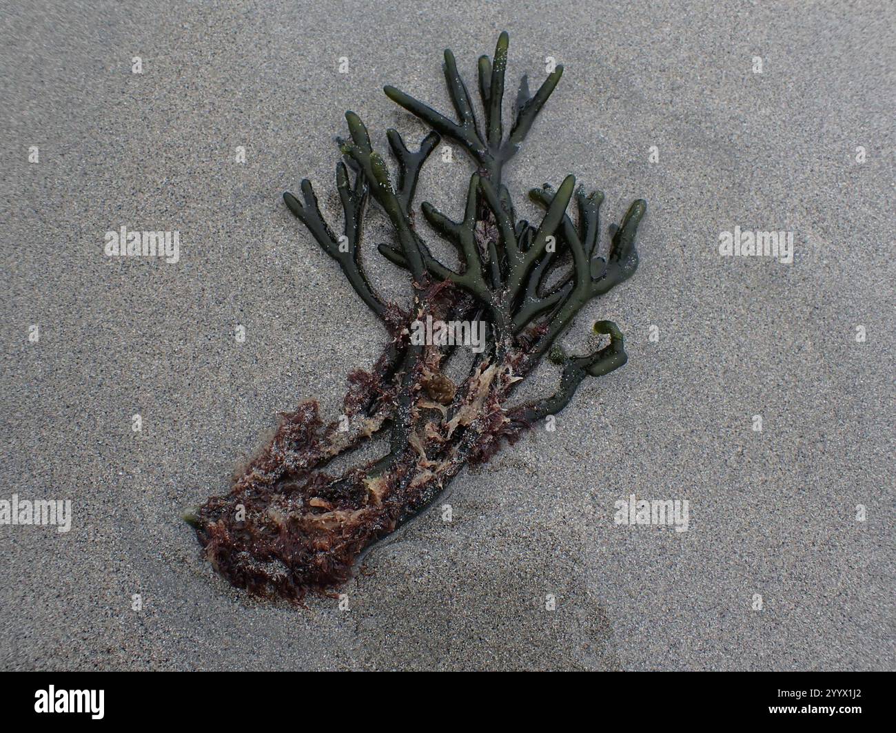 Dead Man's Fingers (Codium fragile Stock Photo - Alamy