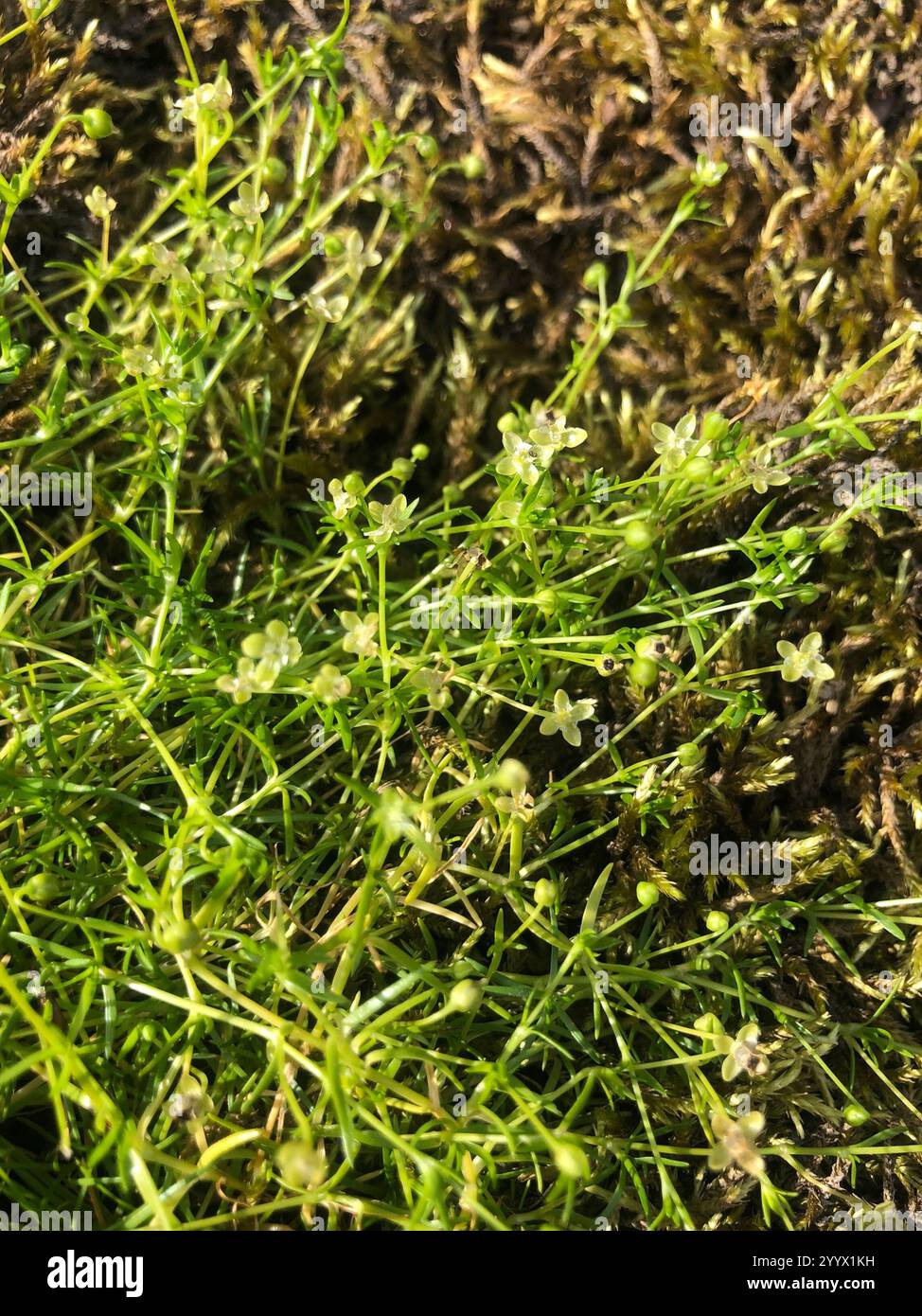 Procumbent Pearlwort (Sagina procumbens Stock Photo - Alamy