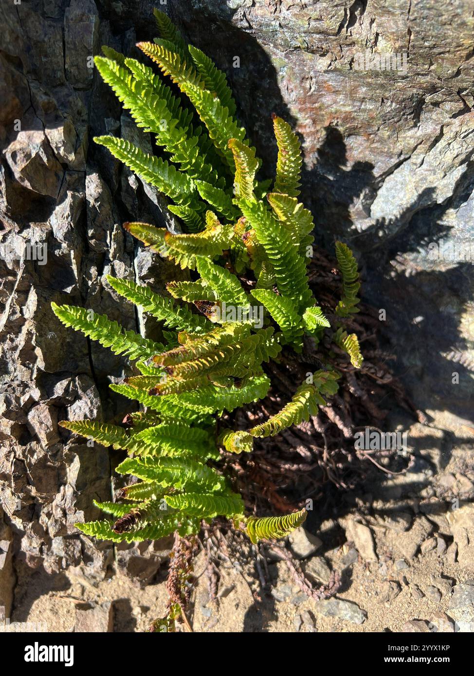 Lemmon's holly fern (Polystichum lemmonii Stock Photo - Alamy