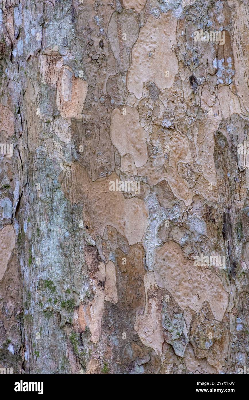 A close-up view of the tree bark of Terminalia acuminata, revealing a mix of earthy colors and ...