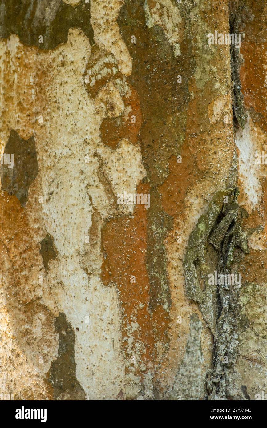 A close-up view of the tree bark of Eugenia astringens, revealing a mix of earthy colors and ...