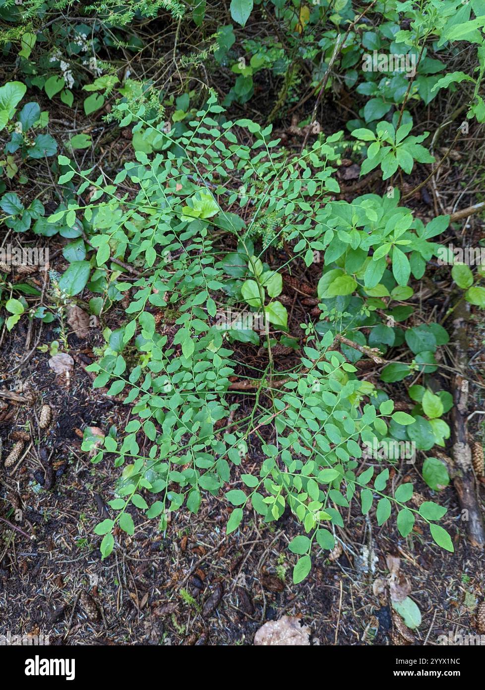 Red Huckleberry (Vaccinium parvifolium Stock Photo - Alamy