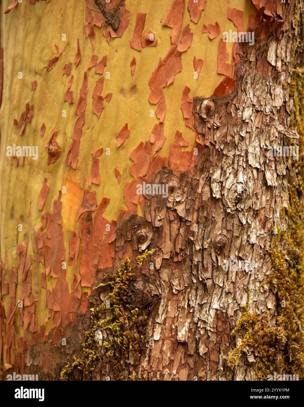 Bark of the Madrone, Arbutus menziesii from close, copy space or ...