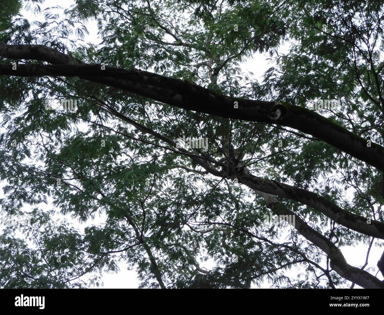 elephant ear tree (Enterolobium cyclocarpum Stock Photo - Alamy