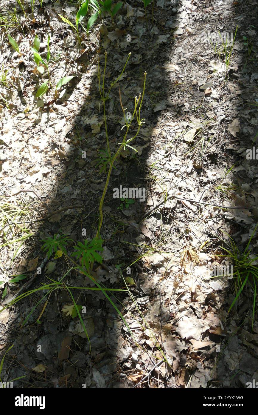 Multi-flowered Buttercup (Ranunculus polyanthemos Stock Photo - Alamy