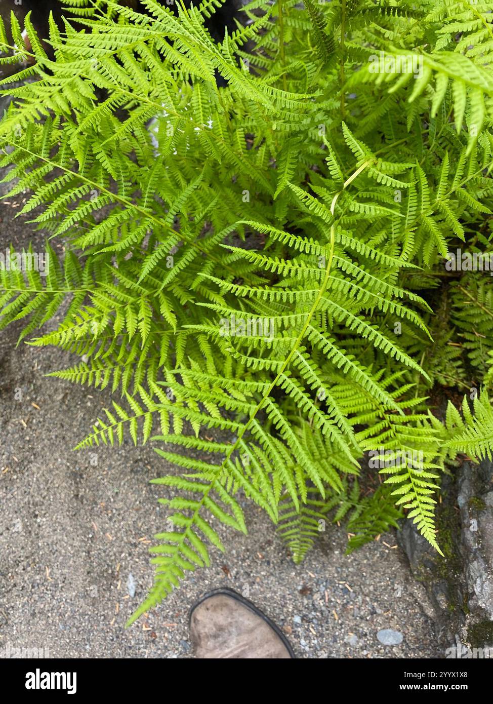 lady fern (Athyrium filix-femina Stock Photo - Alamy