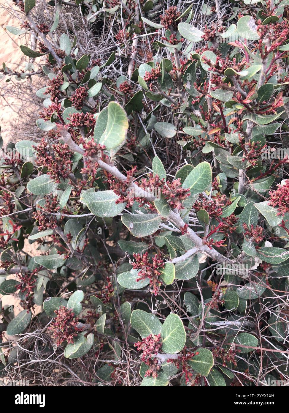 lemonade berry (Rhus integrifolia Stock Photo - Alamy
