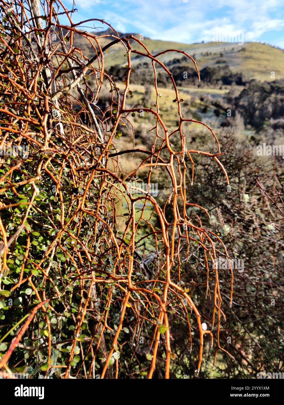 Weeping Mapou (Myrsine divaricata Stock Photo - Alamy