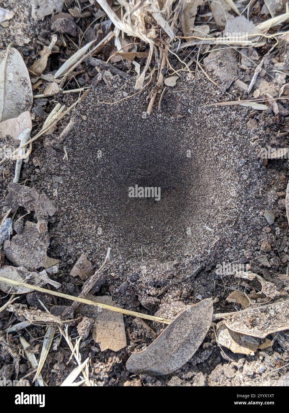 Pit-trapping Antlions (Myrmeleontini Stock Photo - Alamy