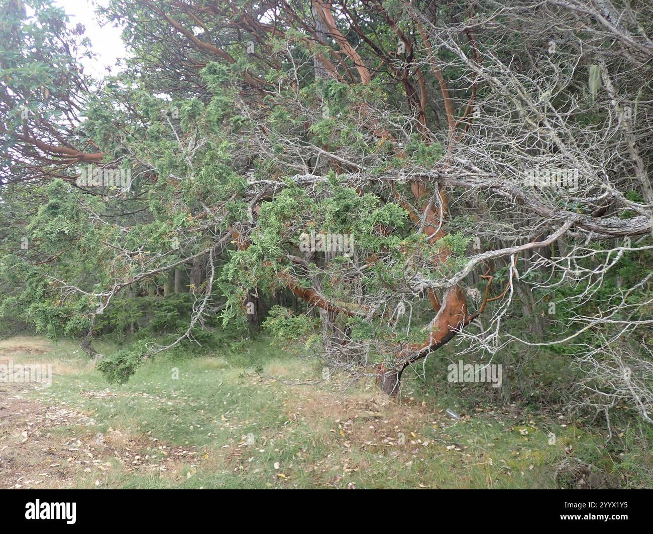 Seaside Juniper (Juniperus maritima Stock Photo - Alamy