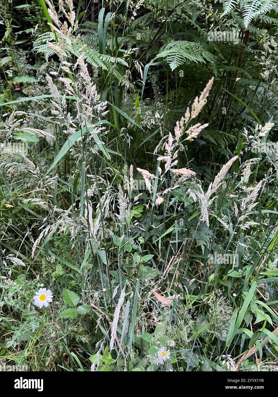 Yorkshire fog (Holcus lanatus Stock Photo - Alamy