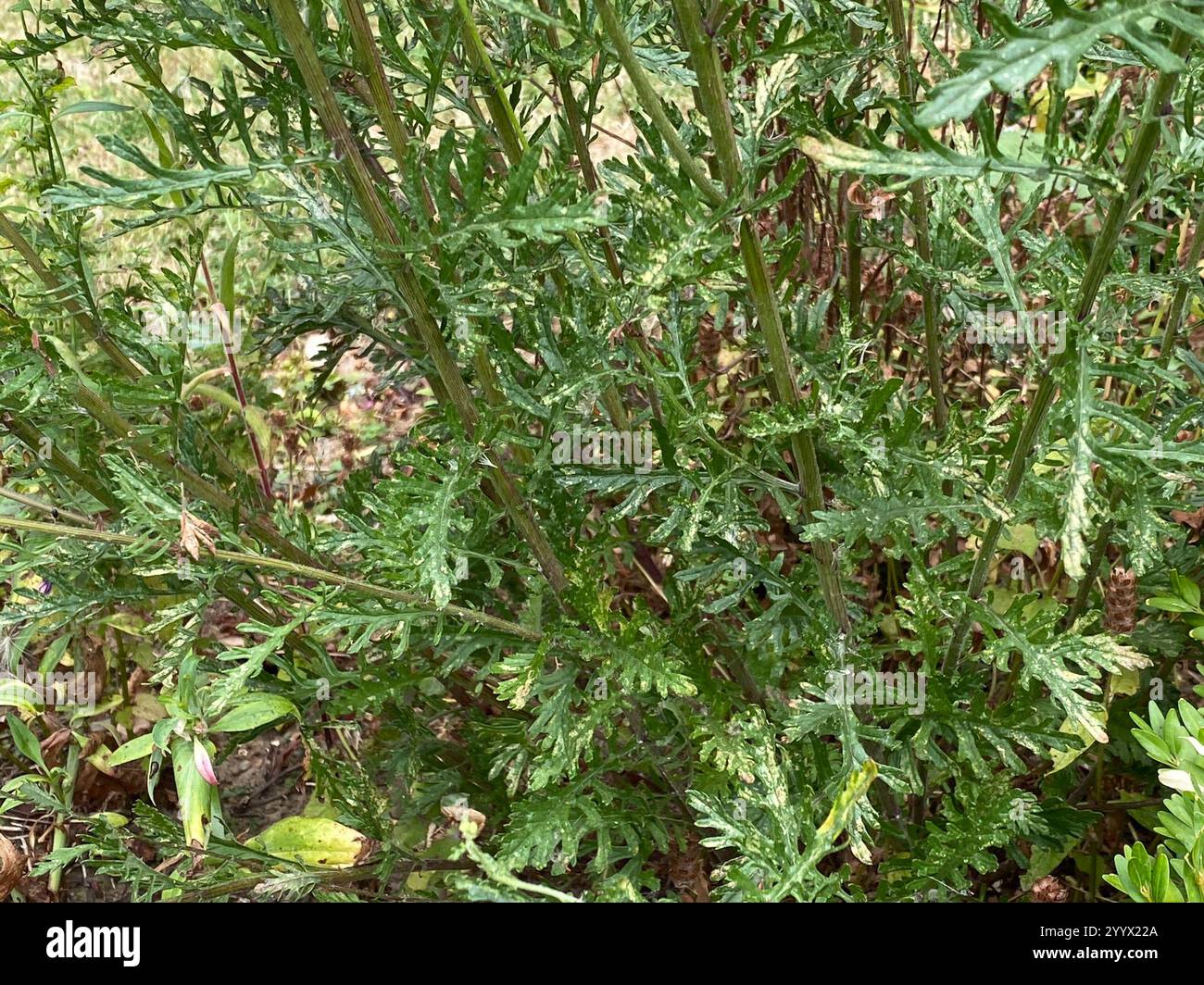Hoary Ragwort (Jacobaea erucifolia Stock Photo - Alamy