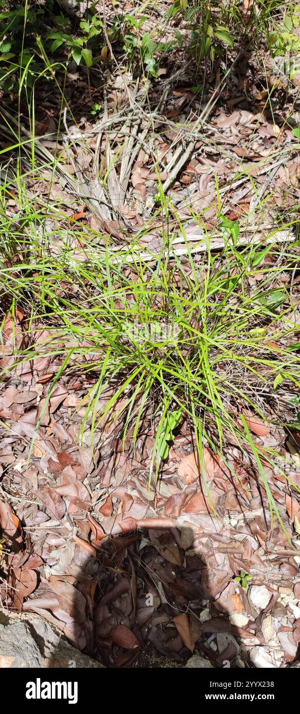 Florida Keys Nutrush (Scleria lithosperma Stock Photo - Alamy