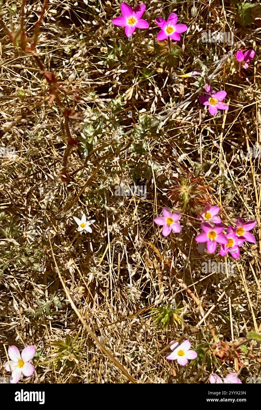 variable linanthus (Leptosiphon parviflorus Stock Photo - Alamy