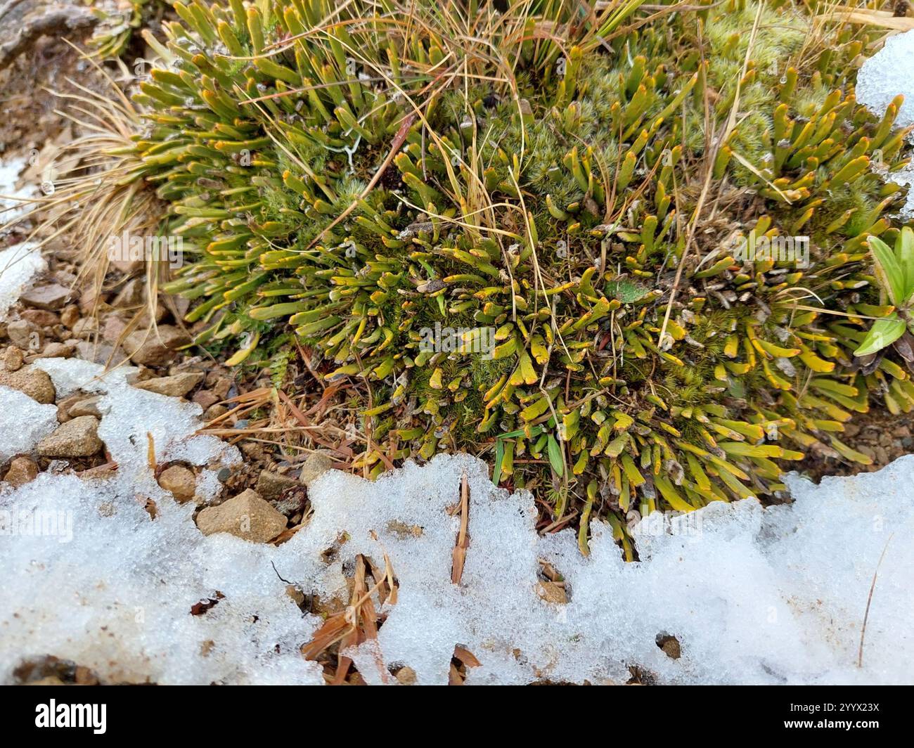 Dwarf broom hi-res stock photography and images - Alamy