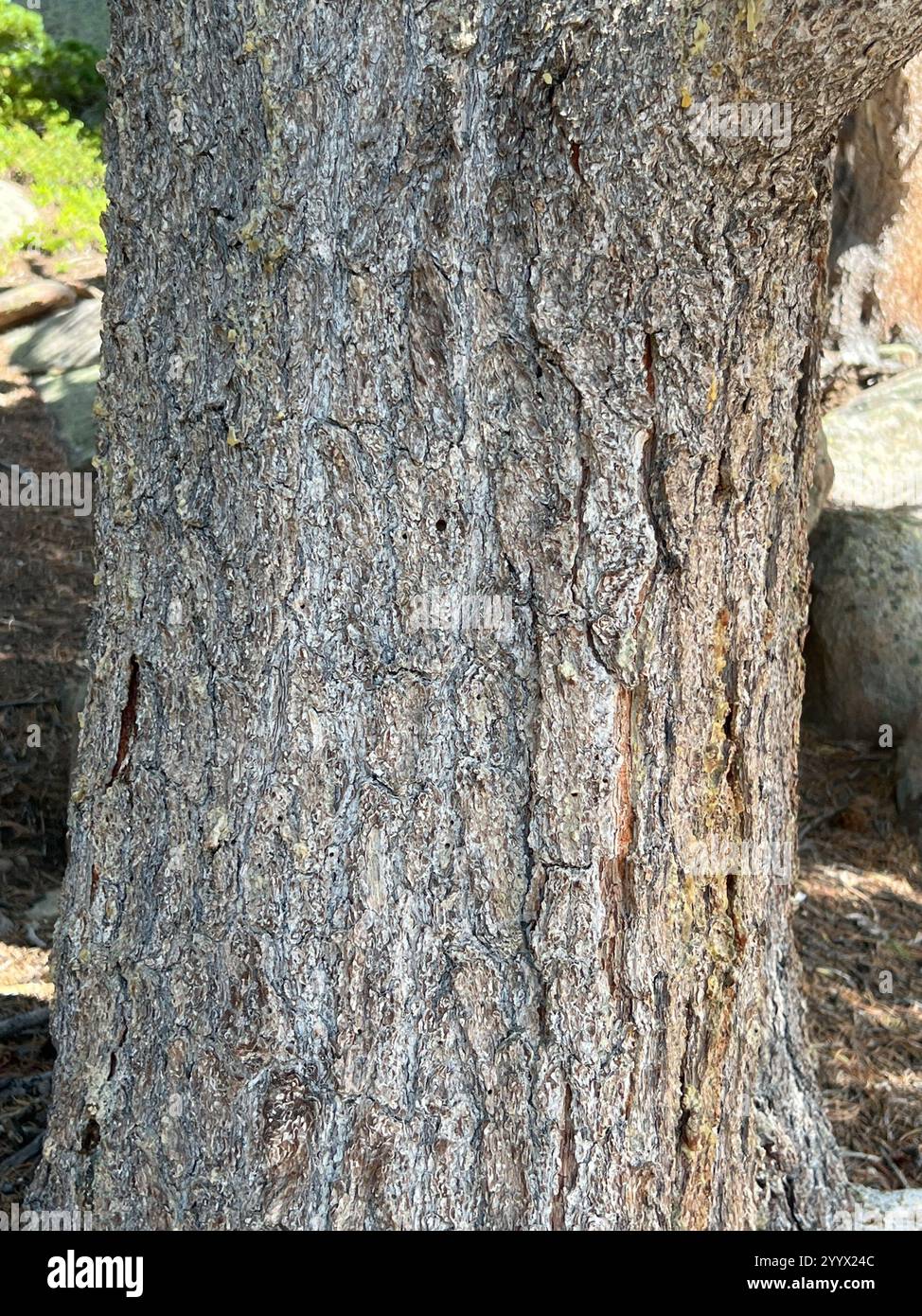 limber pine (Pinus flexilis Stock Photo - Alamy