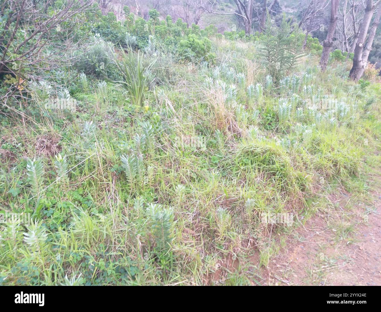 Cape Silver Tree (Leucadendron argenteum Stock Photo - Alamy