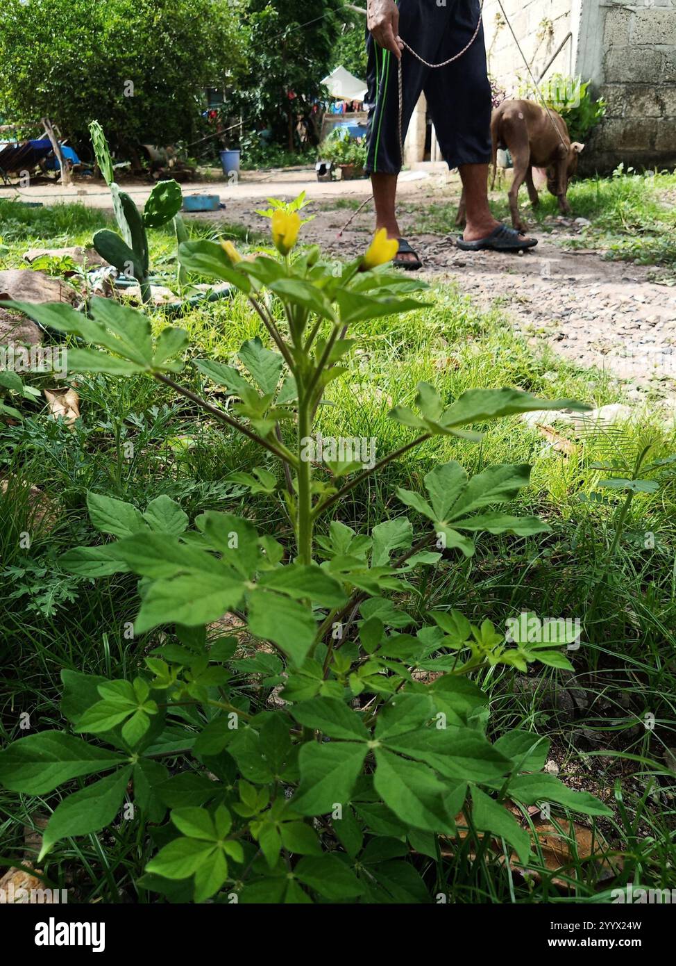 Asian spiderflower (Cleome viscosa Stock Photo - Alamy