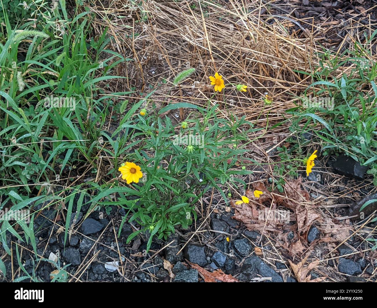 Lance-leaved Coreopsis (Coreopsis lanceolata Stock Photo - Alamy