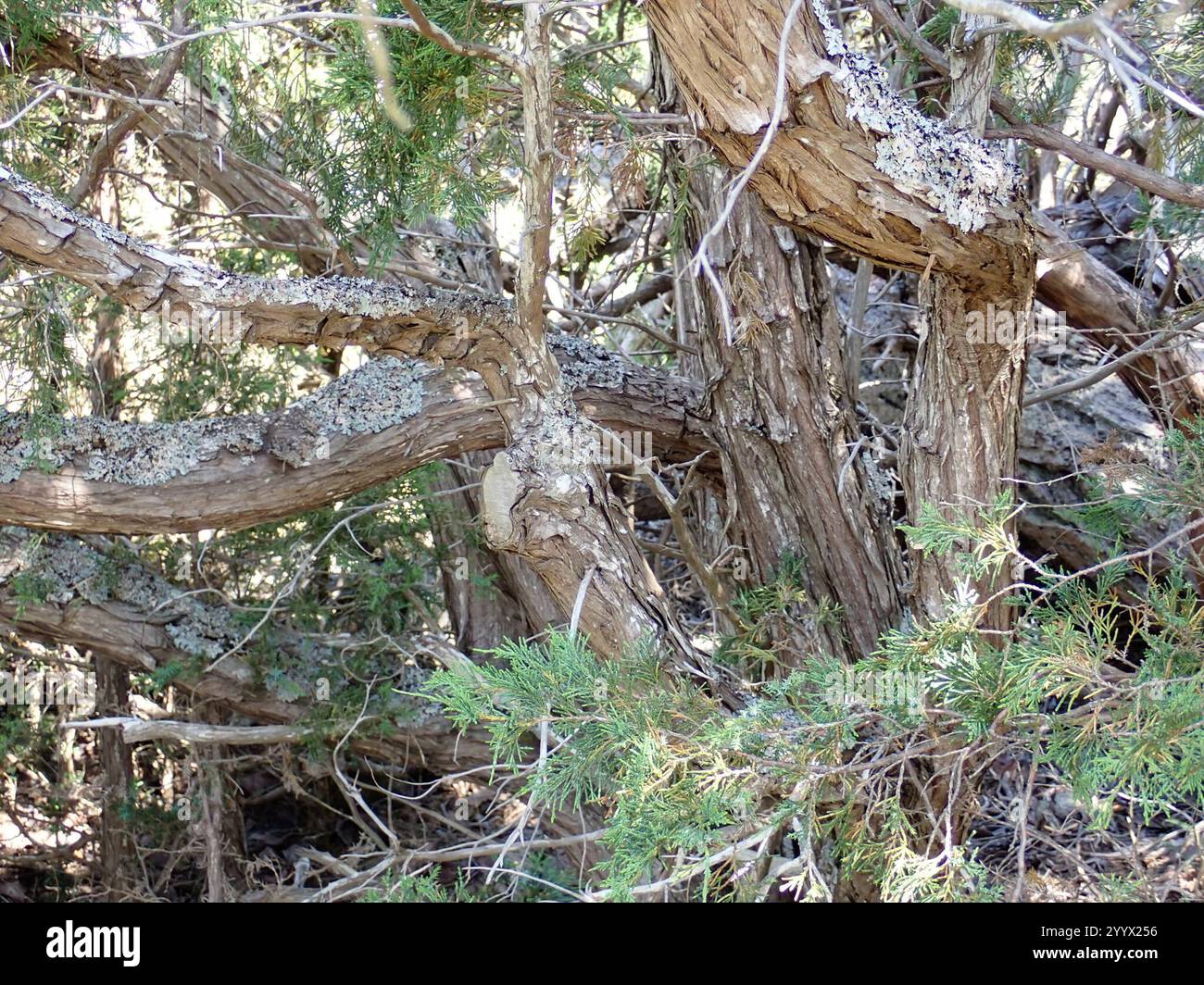 Seaside Juniper (Juniperus maritima Stock Photo - Alamy
