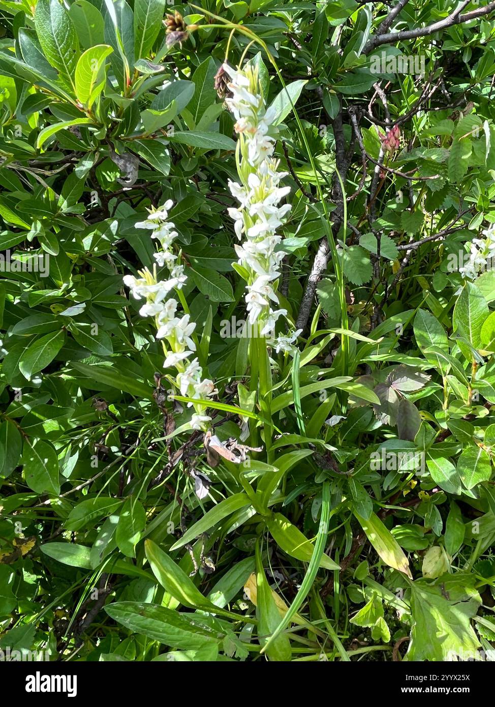 white bog orchid (Platanthera dilatata Stock Photo - Alamy