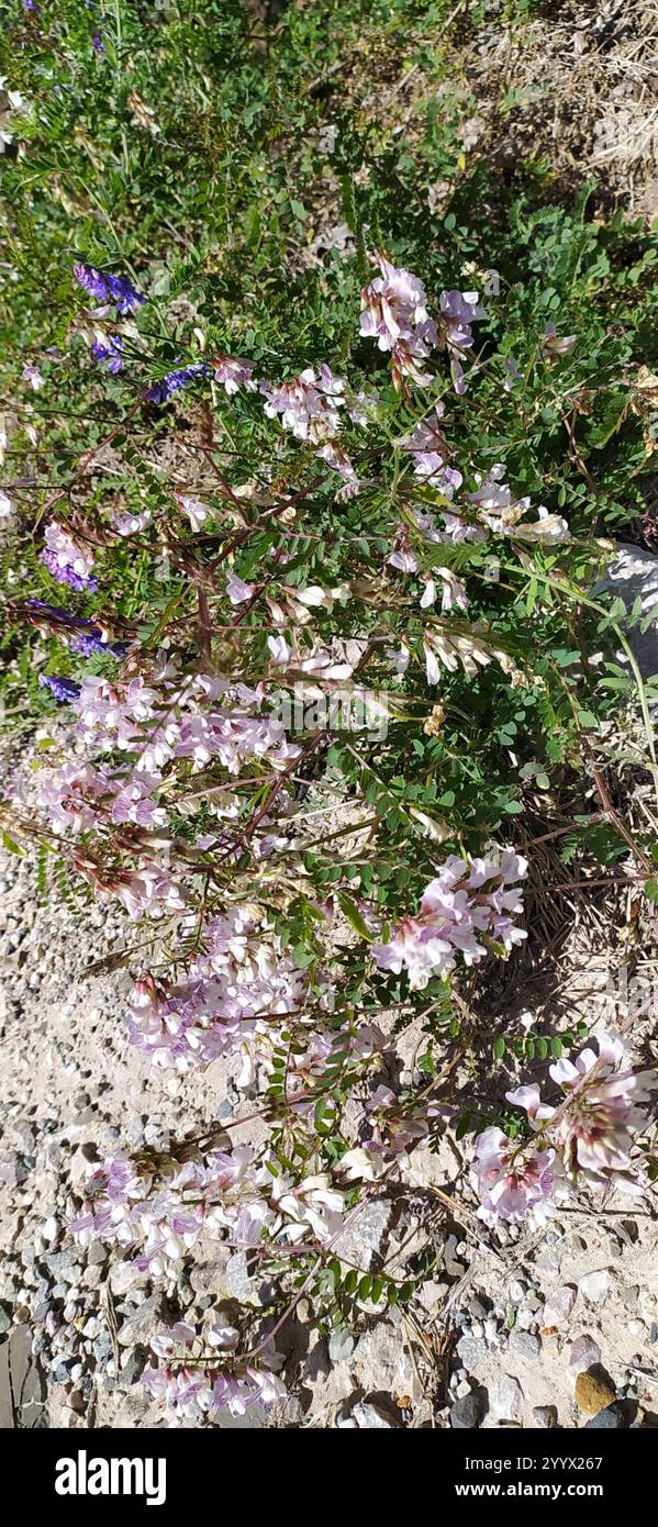 Wood Vetch (Vicia sylvatica Stock Photo - Alamy