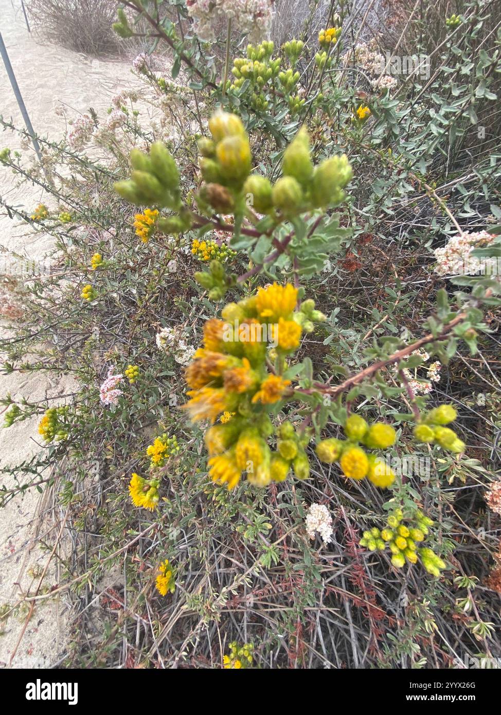 Coastal Goldenbush (Isocoma menziesii Stock Photo - Alamy