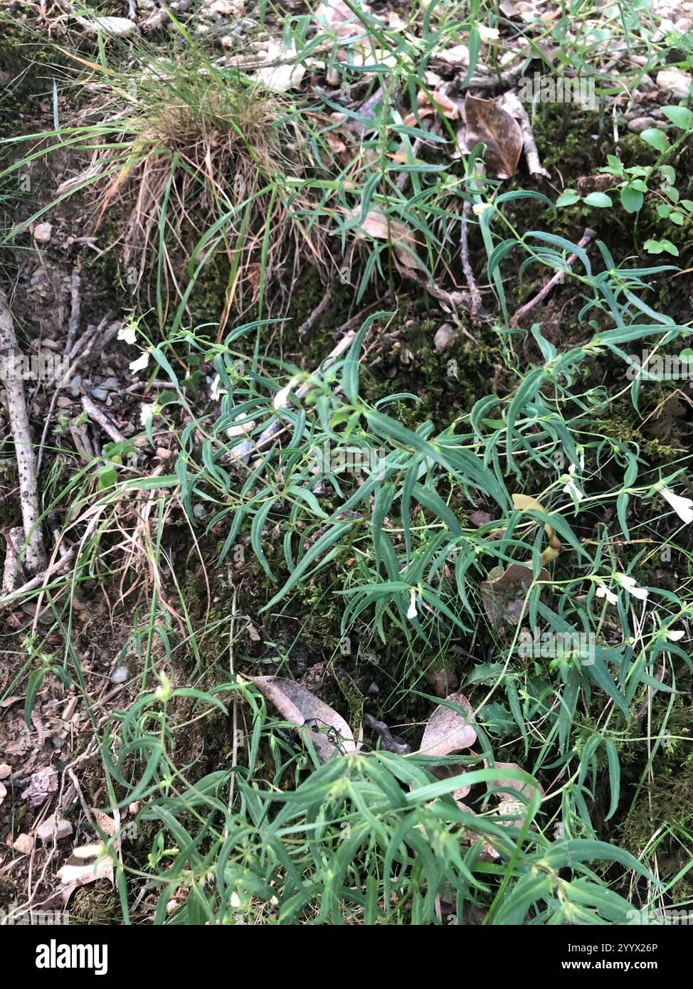 Common Cow-wheat (Melampyrum pratense Stock Photo - Alamy