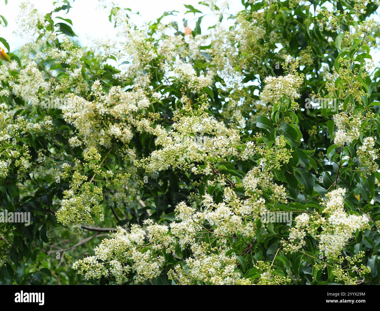 Subcostate Crape Myrtle (Lagerstroemia subcostata Stock Photo - Alamy