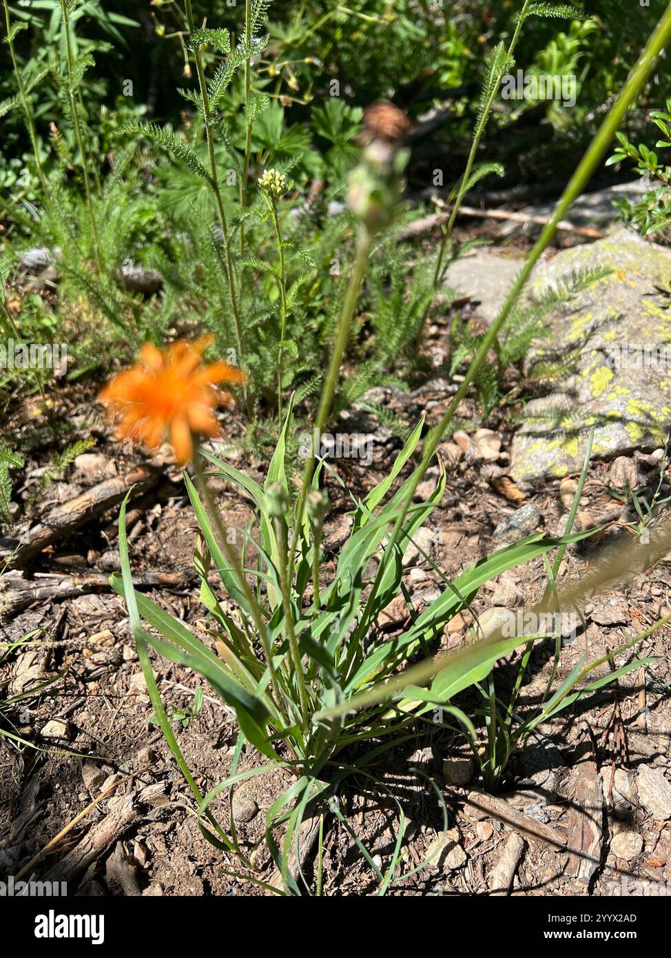 orange agoseris (Agoseris aurantiaca Stock Photo - Alamy
