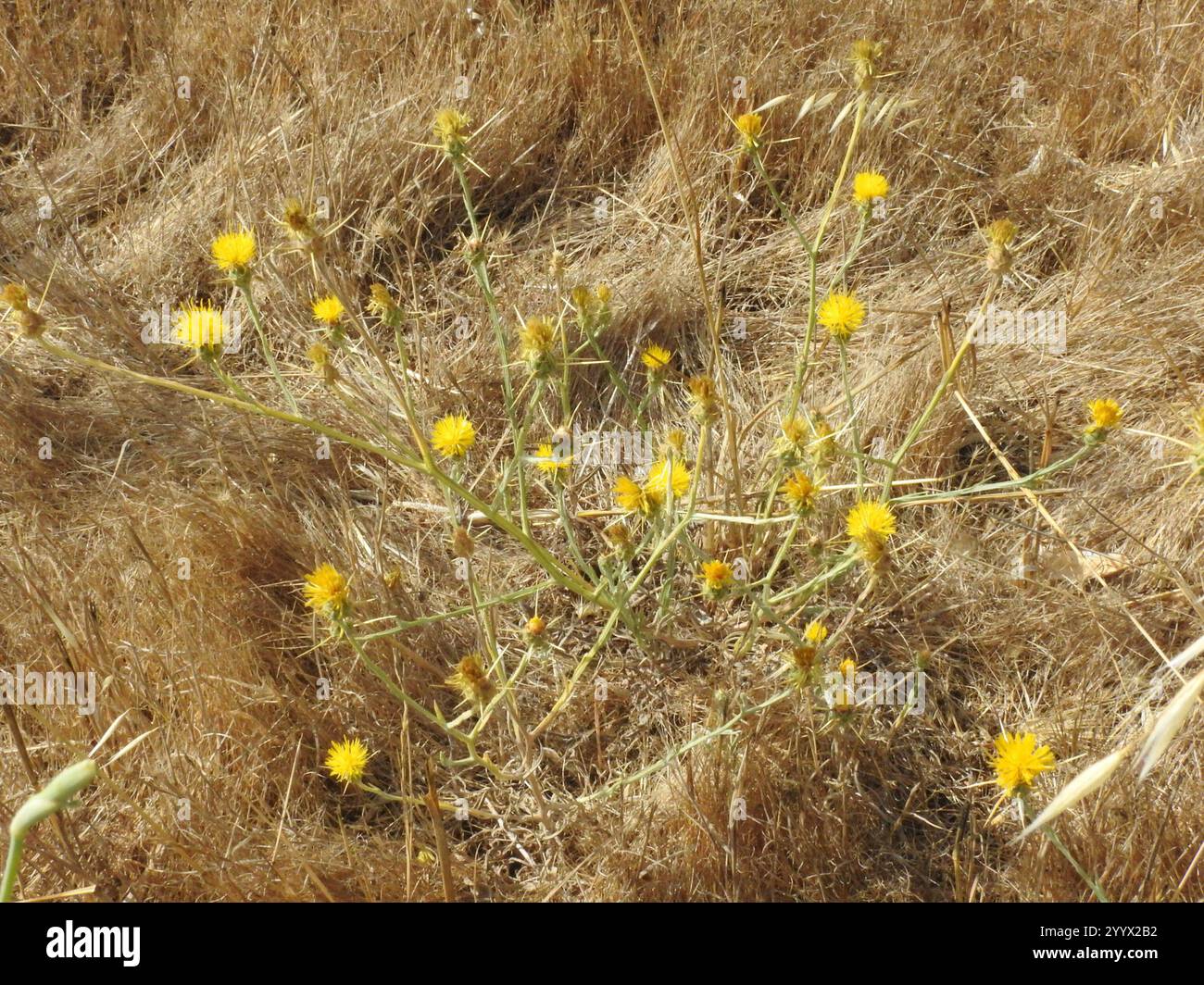 Yellow Star-Thistle (Centaurea solstitialis Stock Photo - Alamy