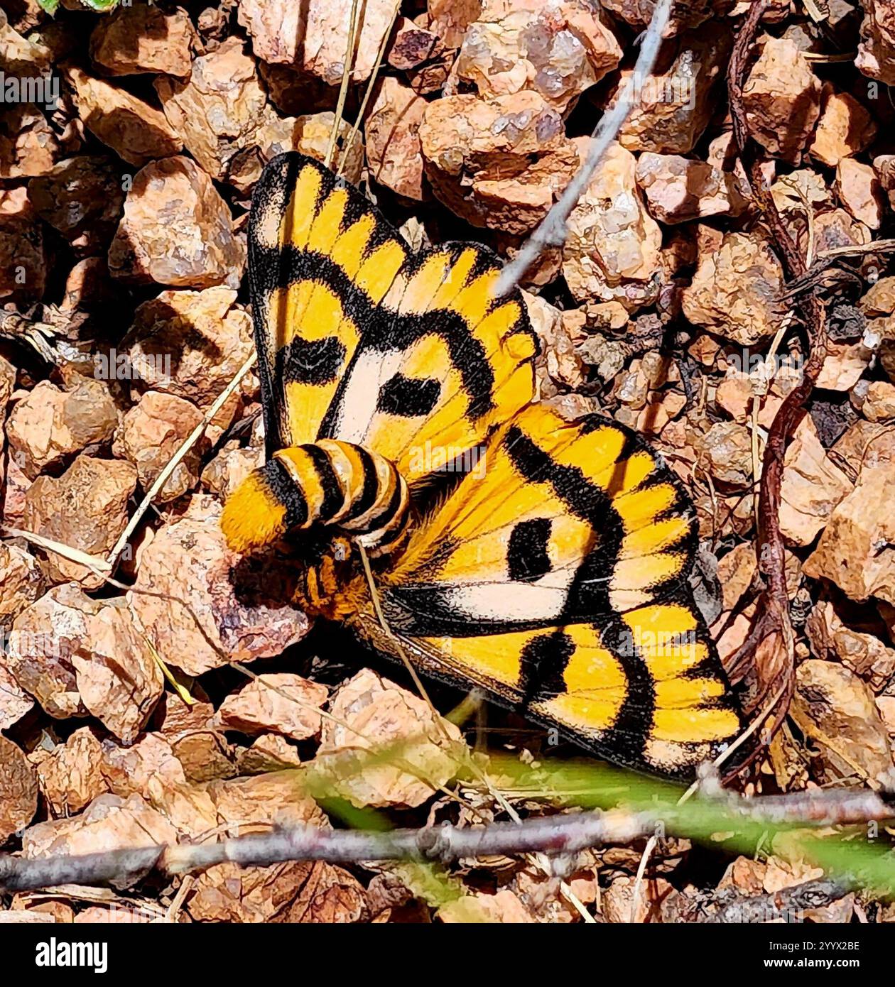 Western Sheep Moth (Hemileuca eglanterina Stock Photo - Alamy