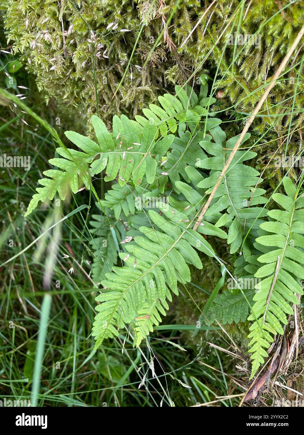 common polypody (Polypodium vulgare Stock Photo - Alamy