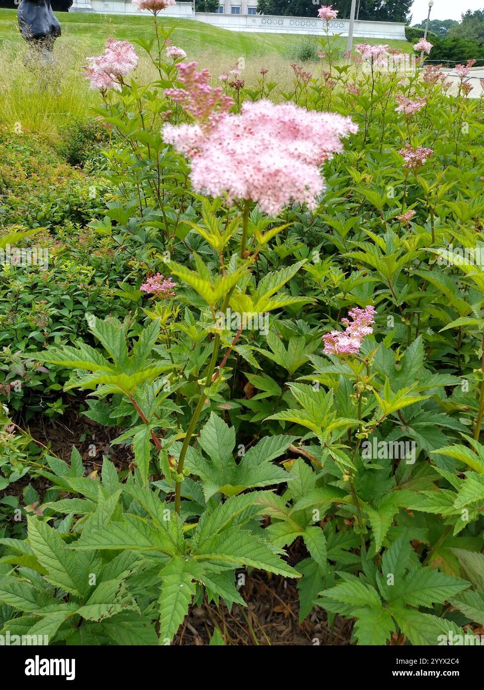 queen of the prairie (Filipendula rubra Stock Photo - Alamy