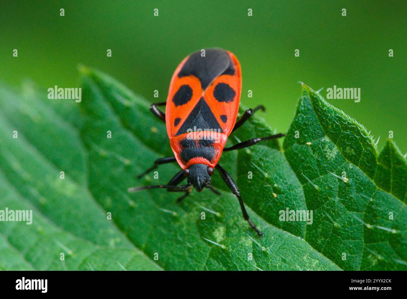 European Firebug (Pyrrhocoris apterus Stock Photo - Alamy