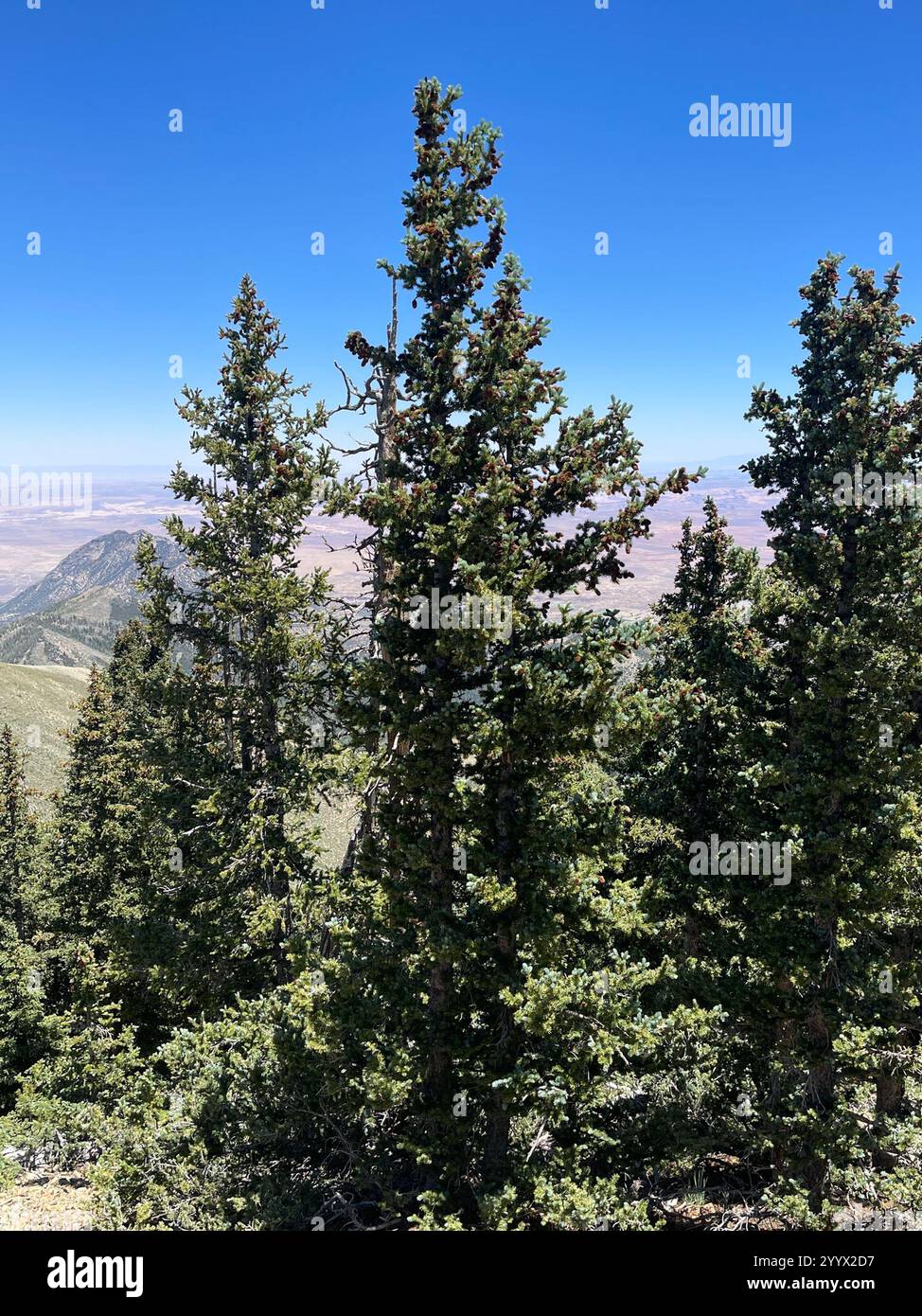 Engelmann spruce (Picea engelmannii Stock Photo - Alamy