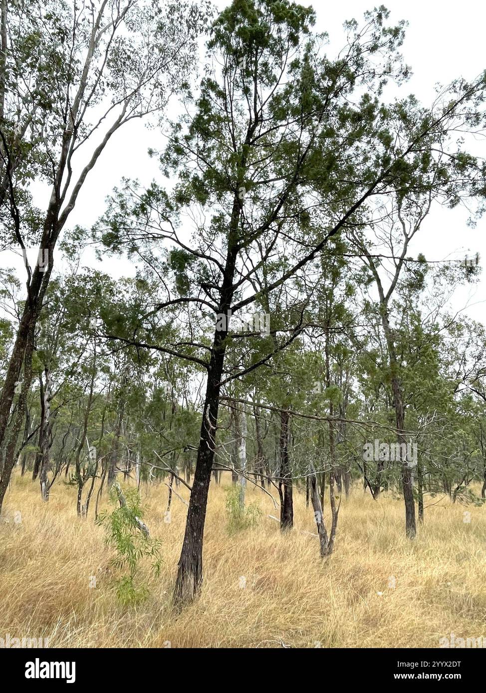White Cypress-pine (Callitris glaucophylla Stock Photo - Alamy
