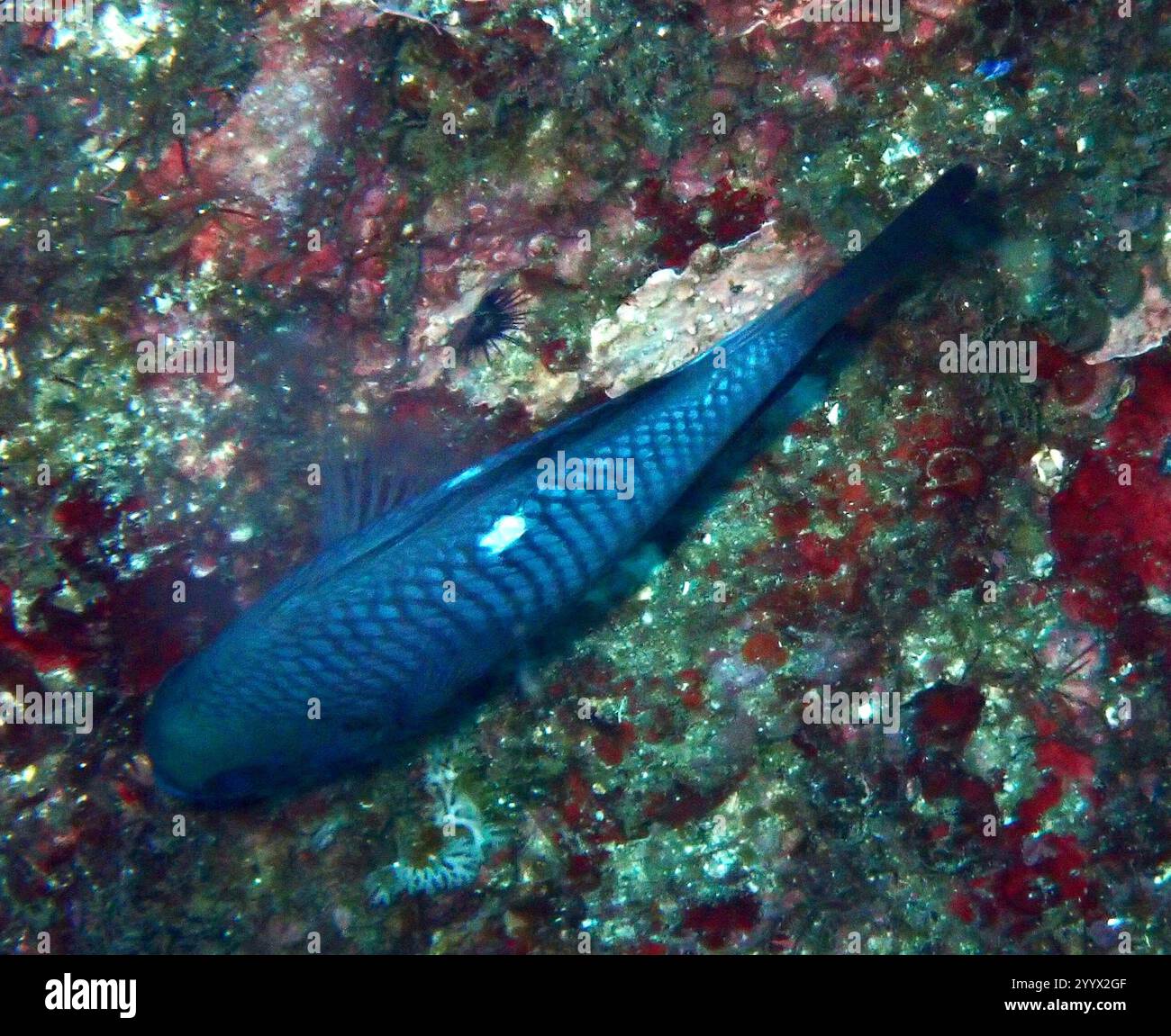 Three-spot Dascyllus (Dascyllus trimaculatus Stock Photo - Alamy