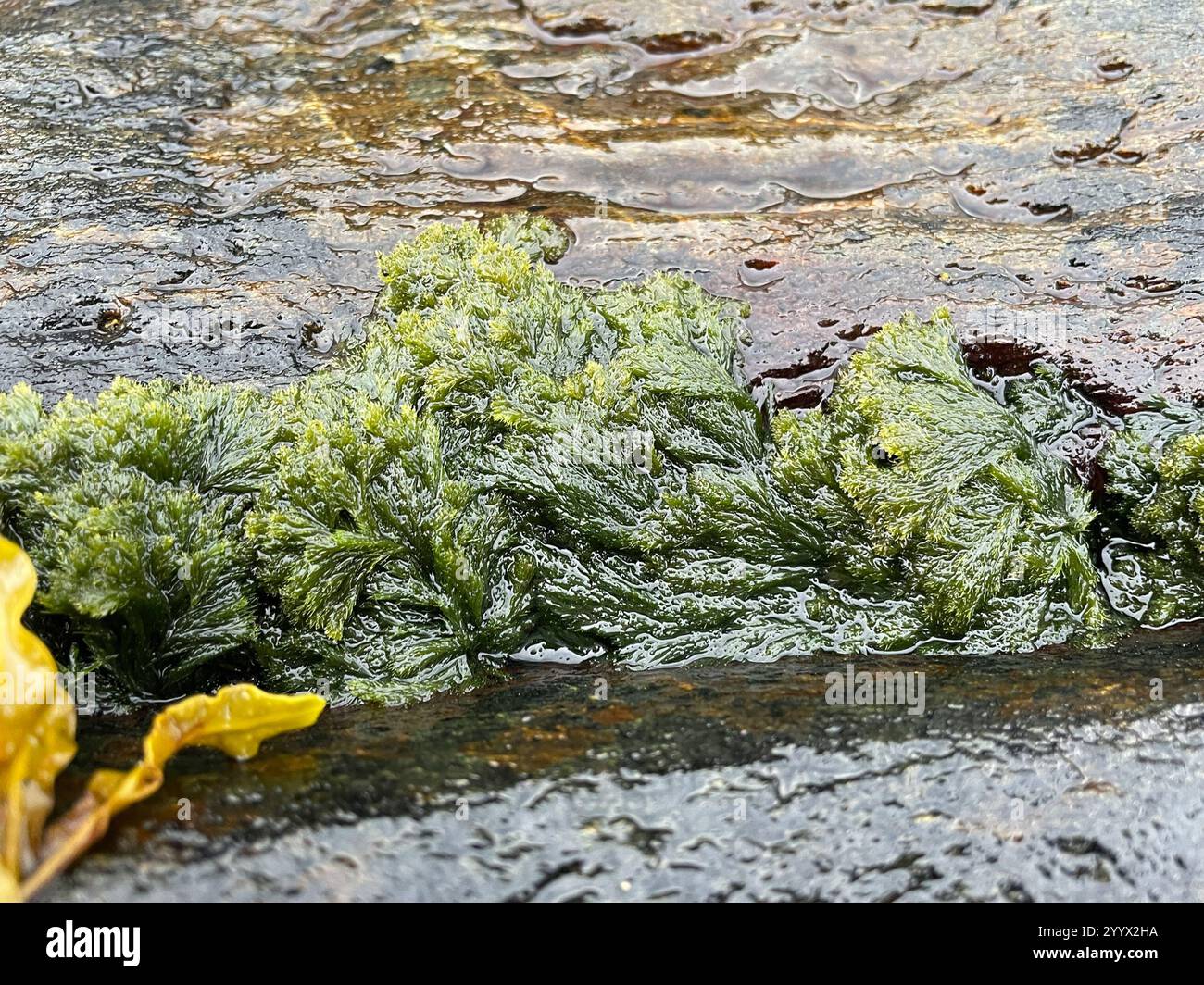 green algae (Chlorophyta Stock Photo - Alamy